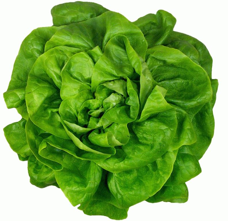 Fruits et Légumes - Laitue - Équipements et Qualité Après Récolte - CTIFL